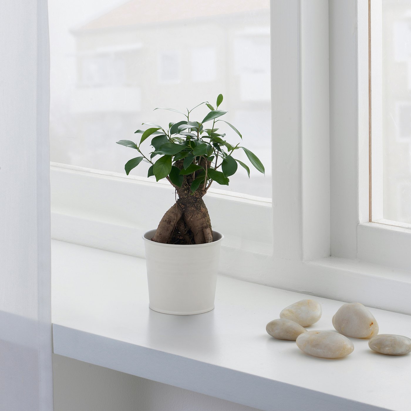 FICUS MICROCARPA potted plant Chinese banyan - IKEA