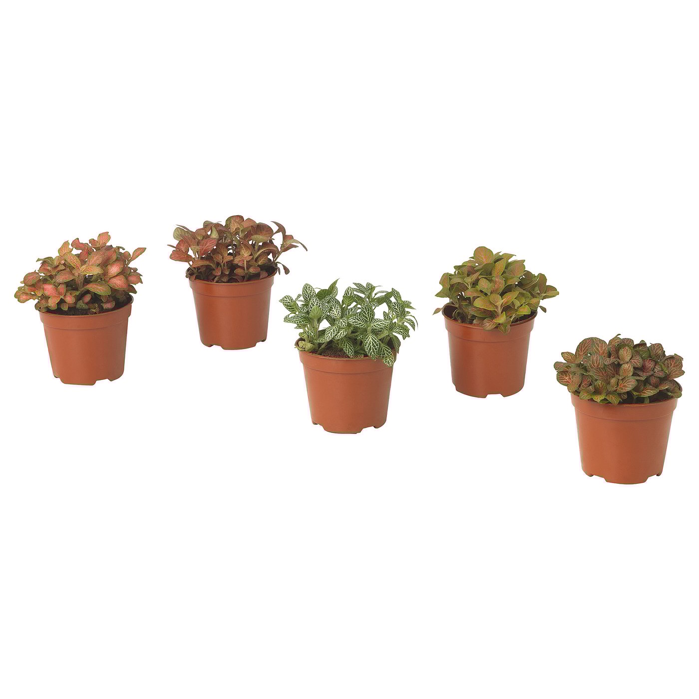 FITTONIA potted plant assorted - IKEA